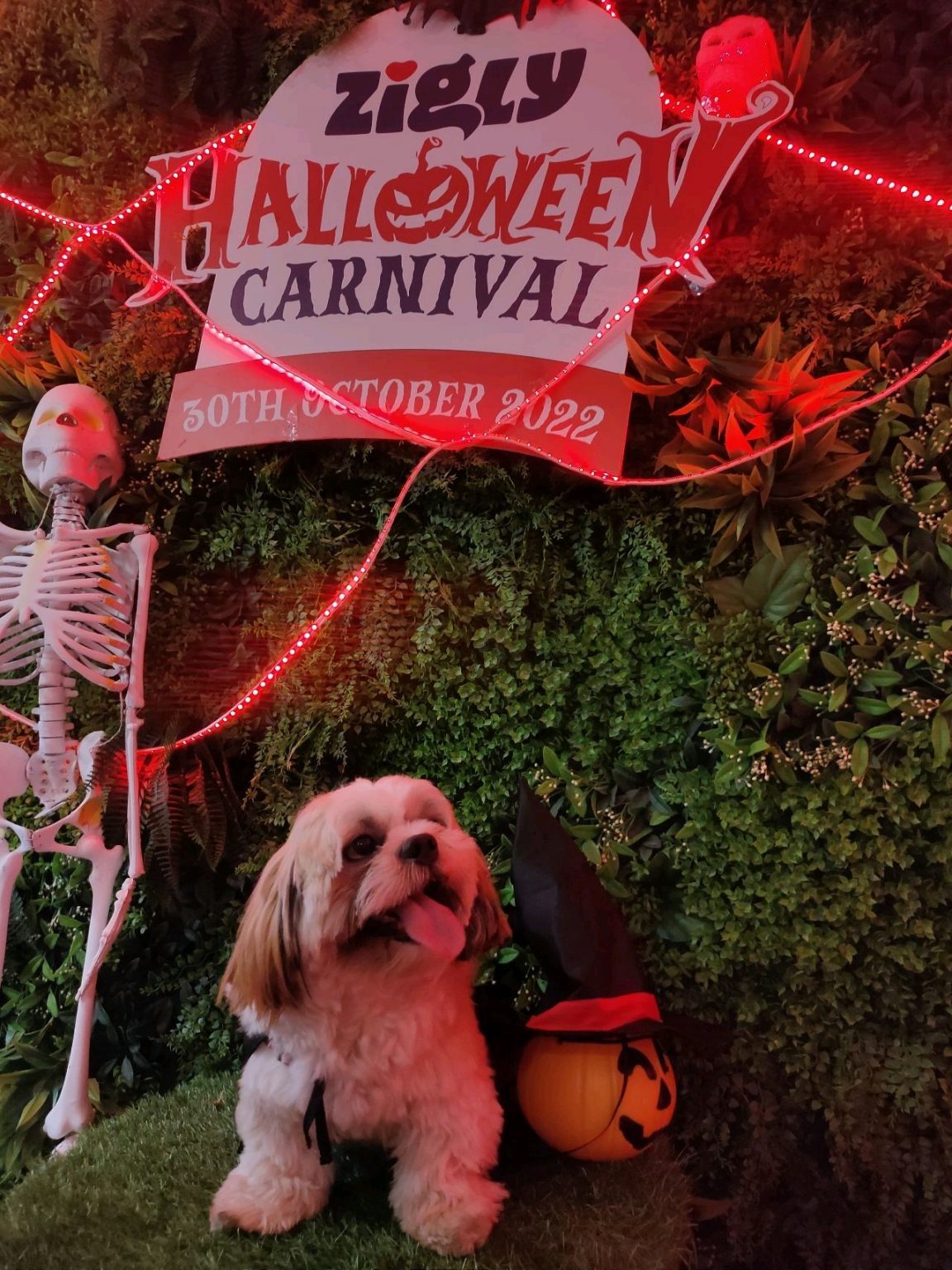 Zigly’s Halloween Carnival returns, levels up spooky fun for paw ...